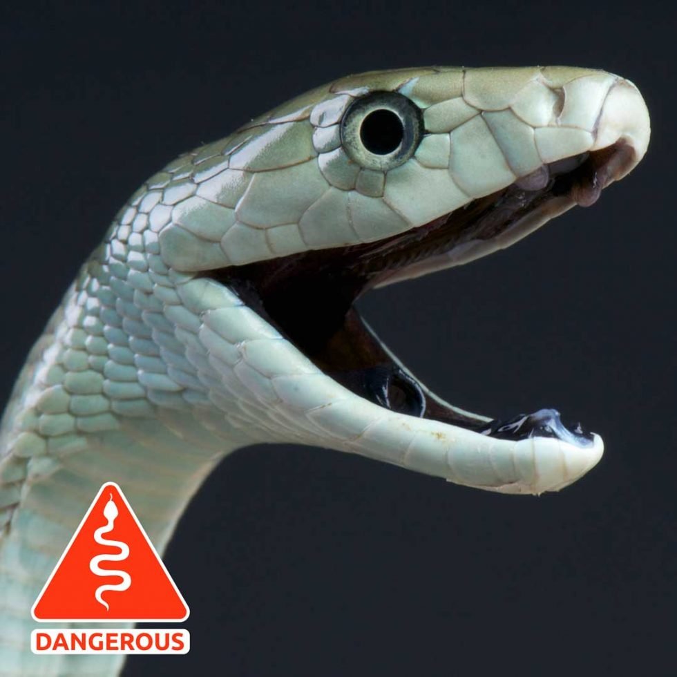 Black Mamba | Snake Relocation Gaborone