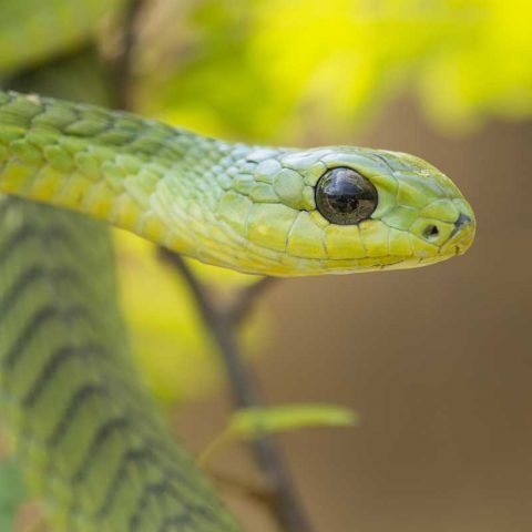 Home | Snake Relocation Gaborone