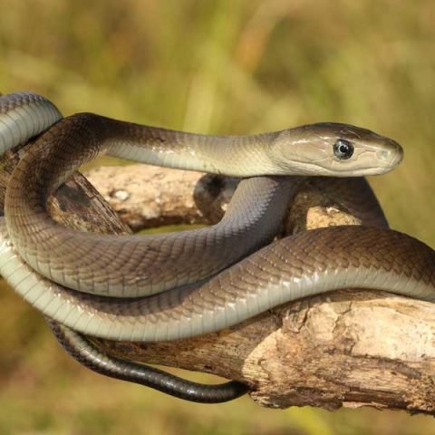 Black Mamba | Snake Relocation Gaborone