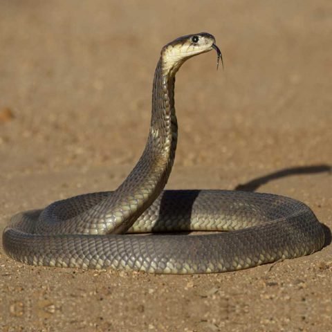 Home | Snake Relocation Gaborone
