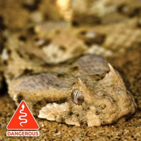 Horned Adder | Snake Relocation Gaborone