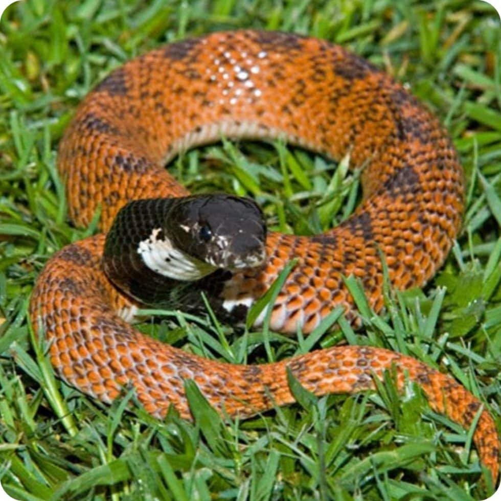 Speckled Shield Nose | Snake Relocation Gaborone